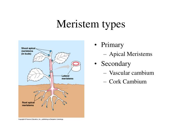 PPT - Plant Tissues and Organs PowerPoint Presentation - ID:6709032