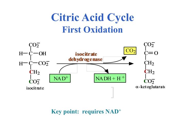 PPT - Stages of Metabolism PowerPoint Presentation - ID:6709278