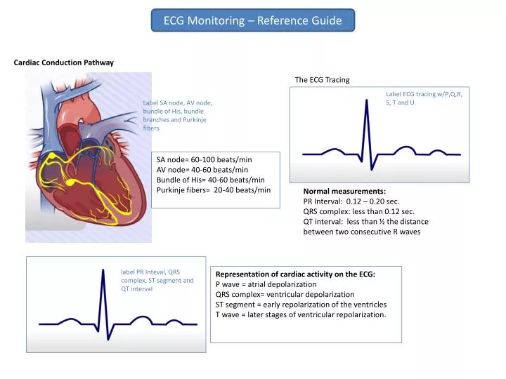 PPT - Normal measurements: PR Interval: 0.12 – 0.20 sec. QRS complex ...