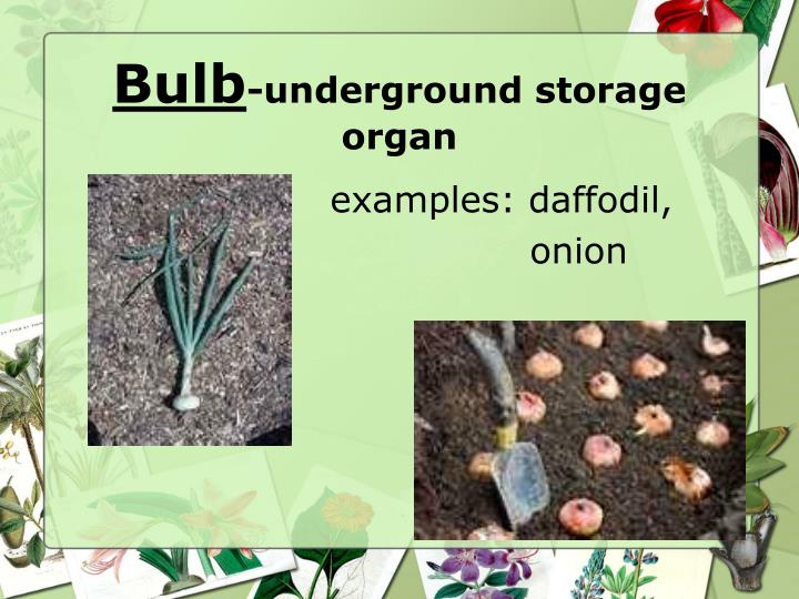 PPT - Plant Reproduction PowerPoint Presentation - ID:6710275