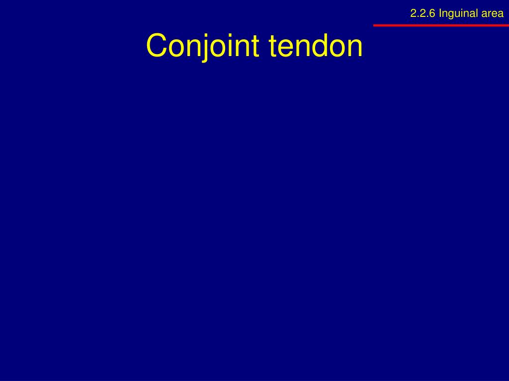 PPT - 2.1 Surface anatomy 2.2 Anterior abdominal wall PowerPoint ...