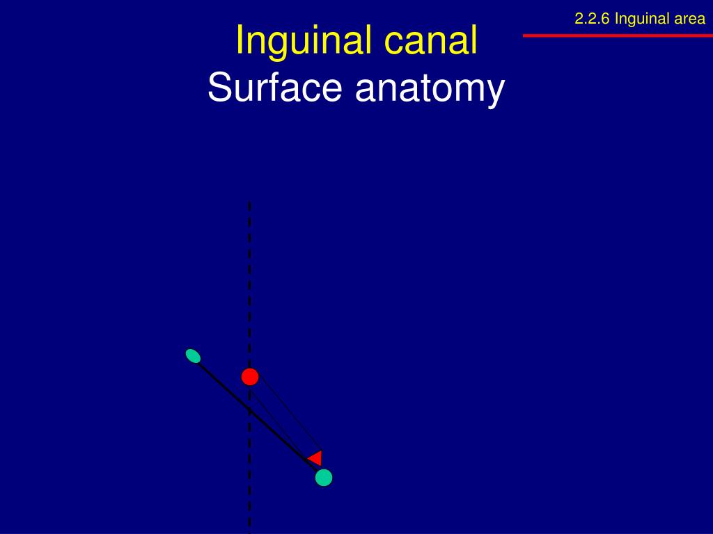 PPT - 2.1 Surface anatomy 2.2 Anterior abdominal wall PowerPoint ...