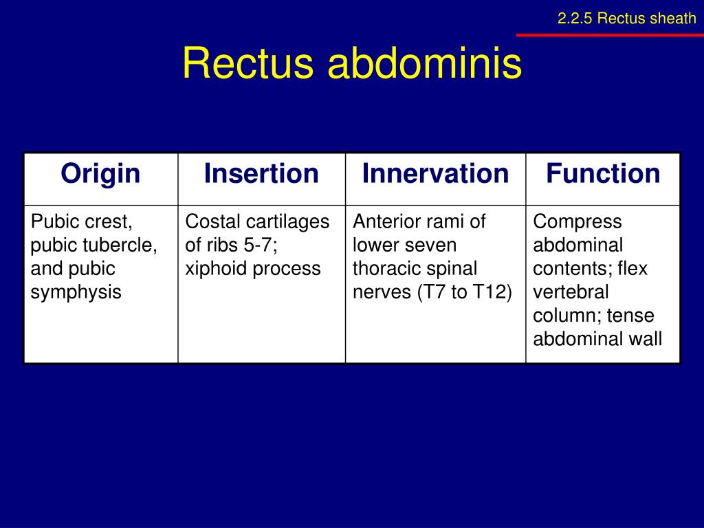 PPT - 2.1 Surface anatomy 2.2 Anterior abdominal wall PowerPoint ...