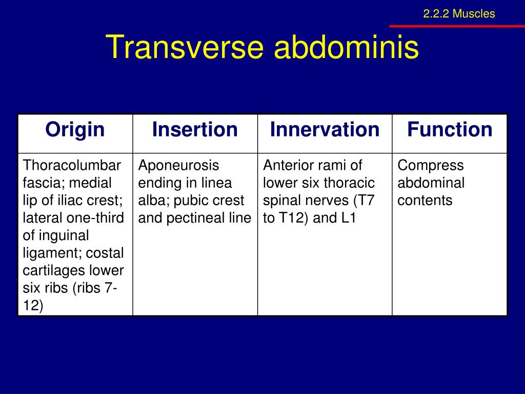 PPT - 2.1 Surface anatomy 2.2 Anterior abdominal wall PowerPoint ...
