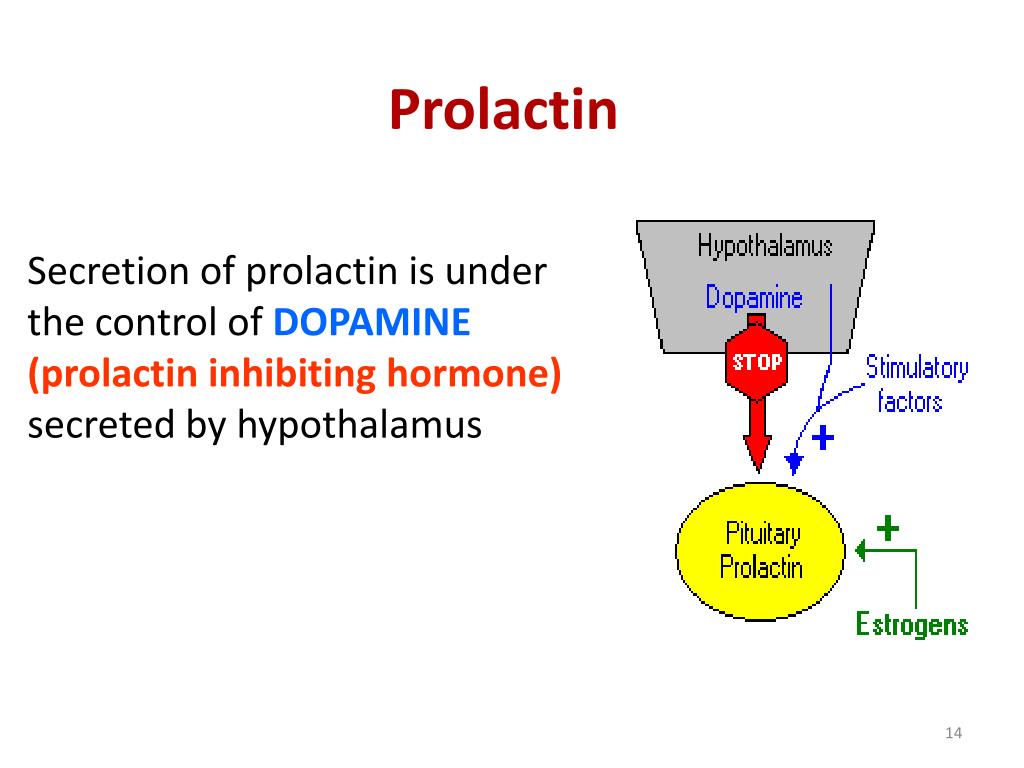 PPT - Kaukab Azim, MBBS, PhD PowerPoint Presentation, free download ...