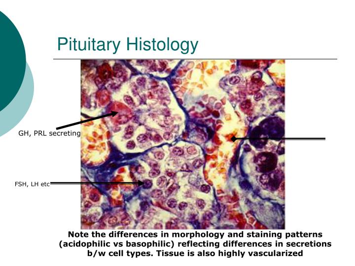 PPT - Hormones – An Introduction PowerPoint Presentation - ID:6710839