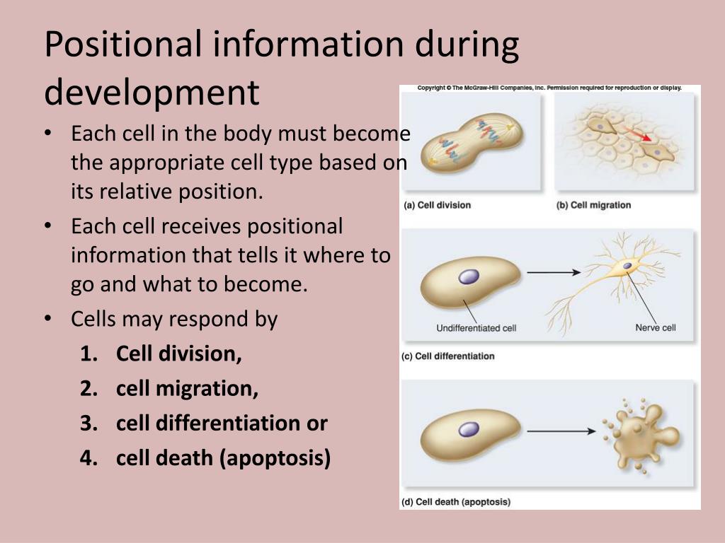 PPT - Homeobox Genes PowerPoint Presentation, free download - ID:6711088