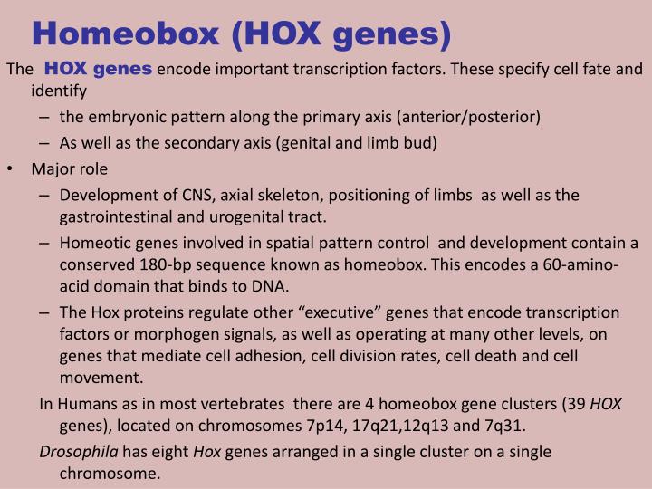 PPT - Homeobox Genes PowerPoint Presentation - ID:6711088