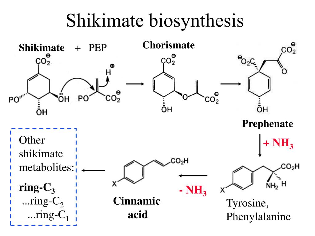 PPT - Bratton, Heather Bui, Steven Chan, Hiu Fai Doan, Chad Ho, Joyce ...