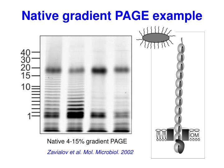 PPT - Protein Gel Electrophoresis PowerPoint Presentation - ID:6712410