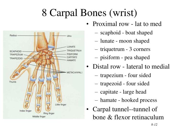PPT - Chapter 8 Skeletal System: Appendicular Skeleton PowerPoint ...
