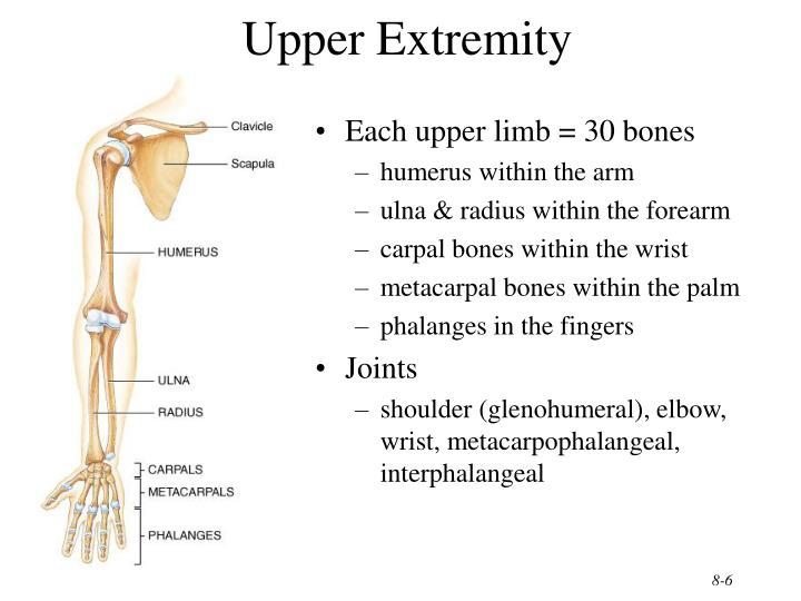PPT - Chapter 8 Skeletal System: Appendicular Skeleton PowerPoint ...