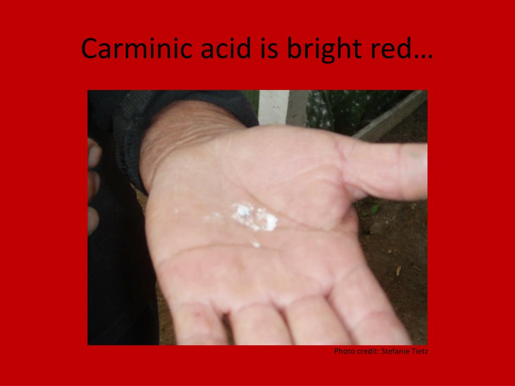 PPT - Cochineal Red Gold of The Mixtec PowerPoint Presentation, free ...