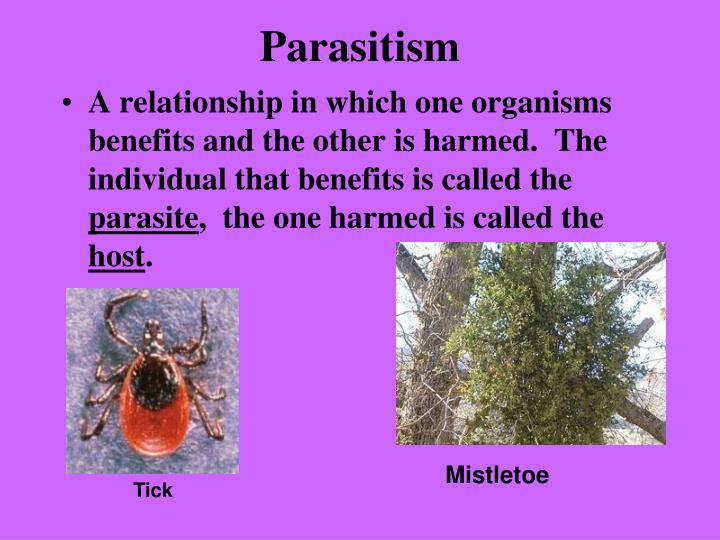 PPT - ECOSYSTEMS PowerPoint Presentation - ID:6718827