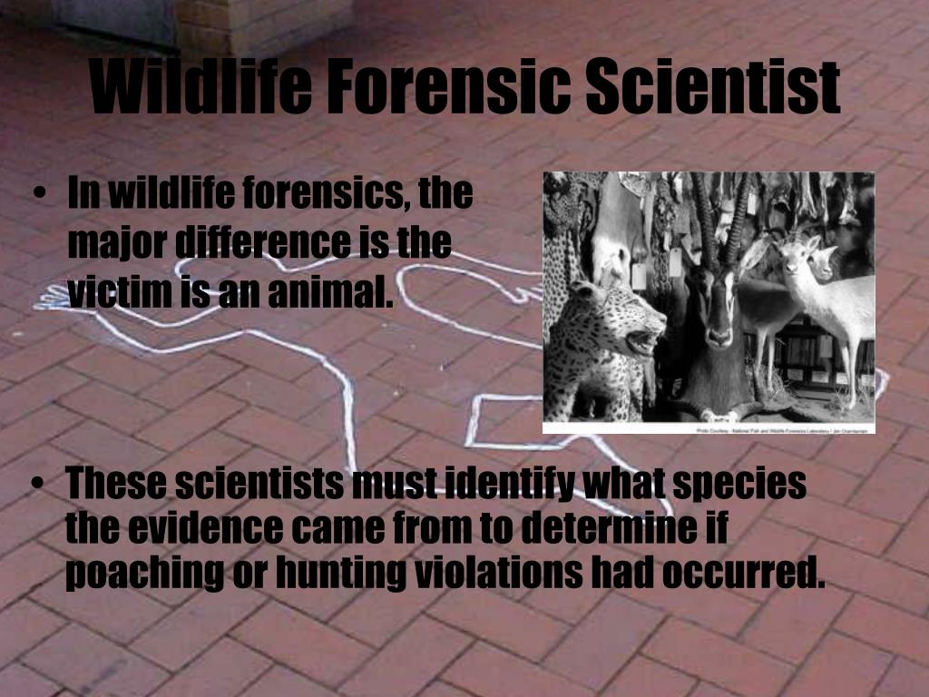 PPT - Forensic Scientists PowerPoint Presentation, free download - ID ... PPT - Forensic Scientists PowerPoint Presentation, free download - ID ...