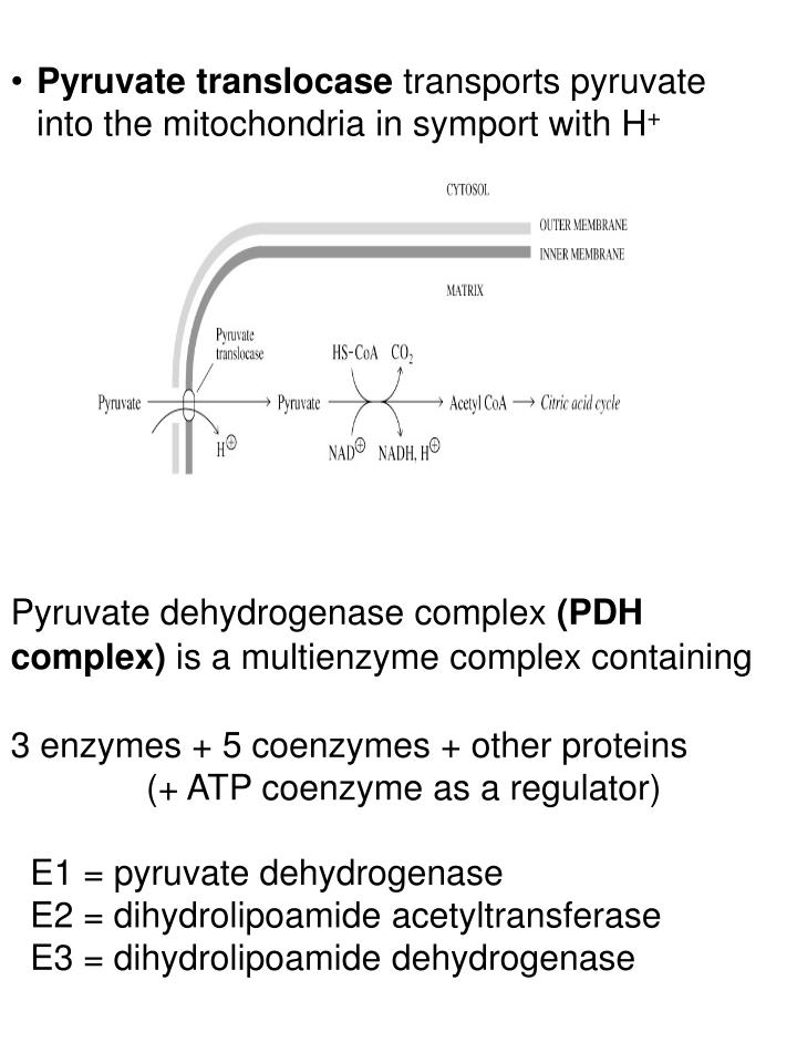 PPT - Chapter 16 - The Citric Acid Cycle PowerPoint Presentation - ID ...