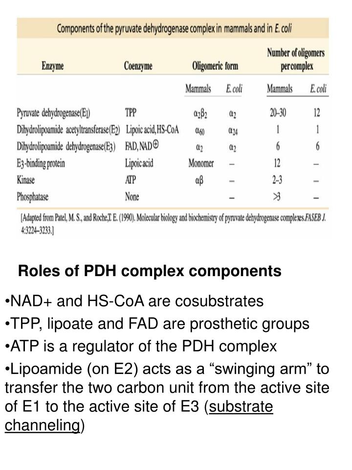 PPT - Chapter 16 - The Citric Acid Cycle PowerPoint Presentation - ID ...