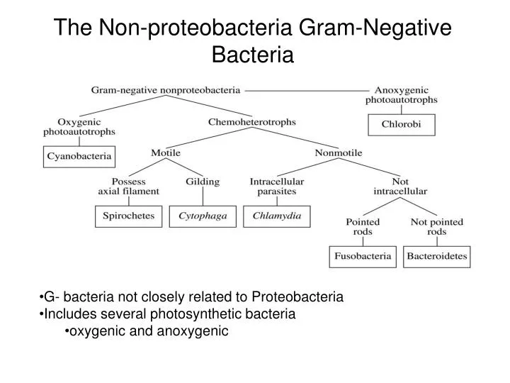 PPT - The Non-proteobacteria Gram-Negative Bacteria PowerPoint ...