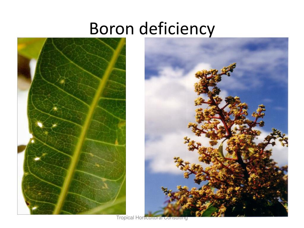 PPT - NT Mango Orchard Nutrition Workshops 2013 PowerPoint Presentation ...