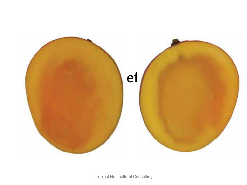 PPT - NT Mango Orchard Nutrition Workshops 2013 PowerPoint Presentation ...