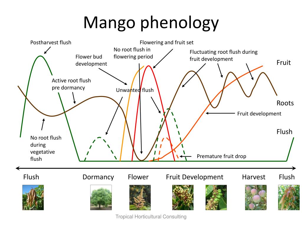 PPT - NT Mango Orchard Nutrition Workshops 2013 PowerPoint Presentation ...