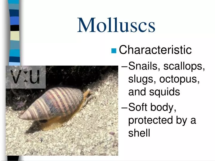PPT - Molluscs PowerPoint Presentation, free download - ID:6723478