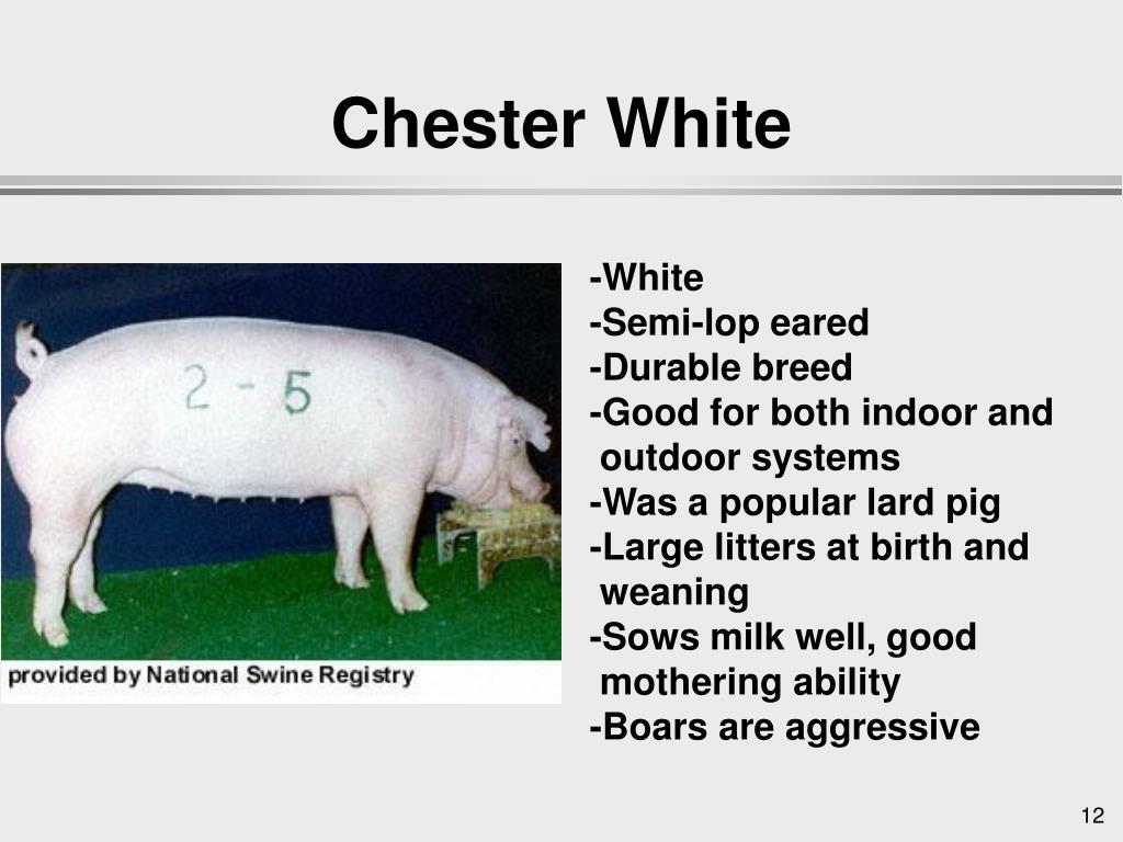 PPT - Common U.S. Breeds of Pigs Swine Production PowerPoint ...