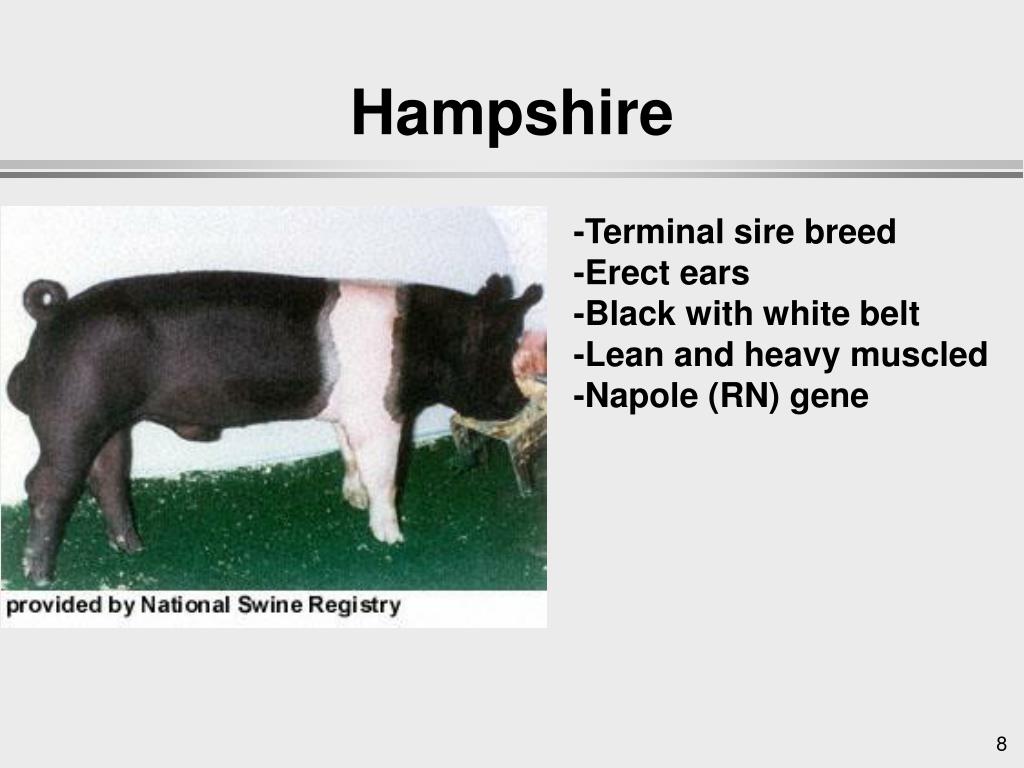PPT - Common U.S. Breeds of Pigs Swine Production PowerPoint ...