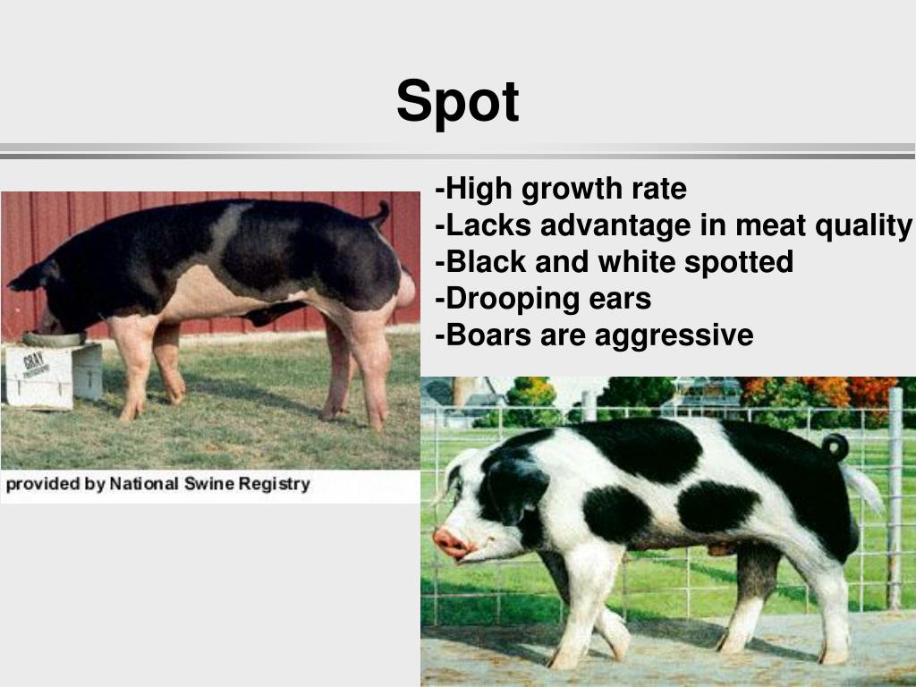 PPT - Common U.S. Breeds of Pigs Swine Production PowerPoint ...