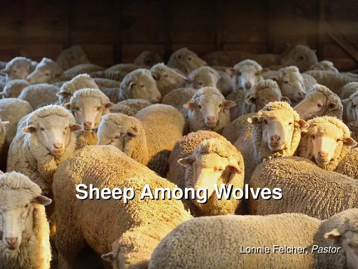PPT - Sheep Among Wolves PowerPoint Presentation, free download - ID ...