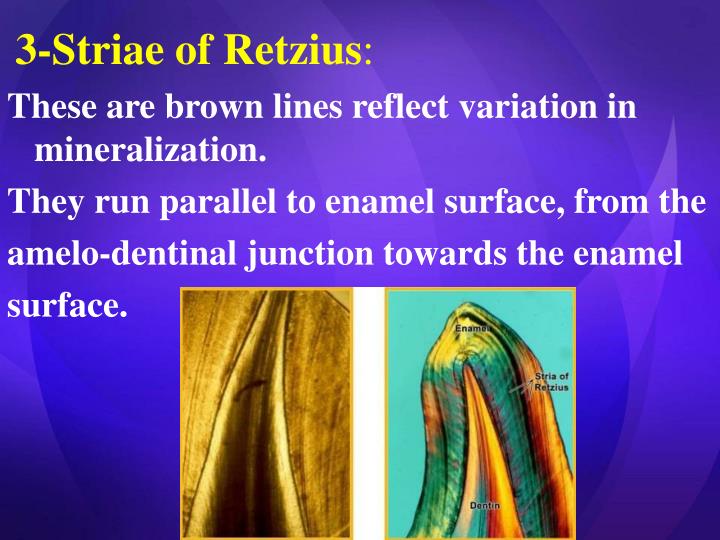 PPT - TOOTH ENAMEL PowerPoint Presentation - ID:6725407