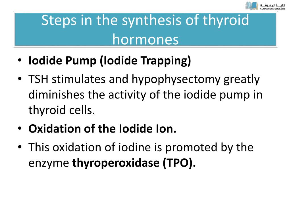 Ppt Physiology Of Thyroid Gland Powerpoint Presentation Free