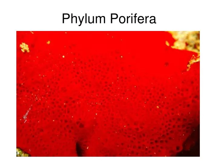 PPT - Phylum Porifera PowerPoint Presentation, free download - ID:6728833