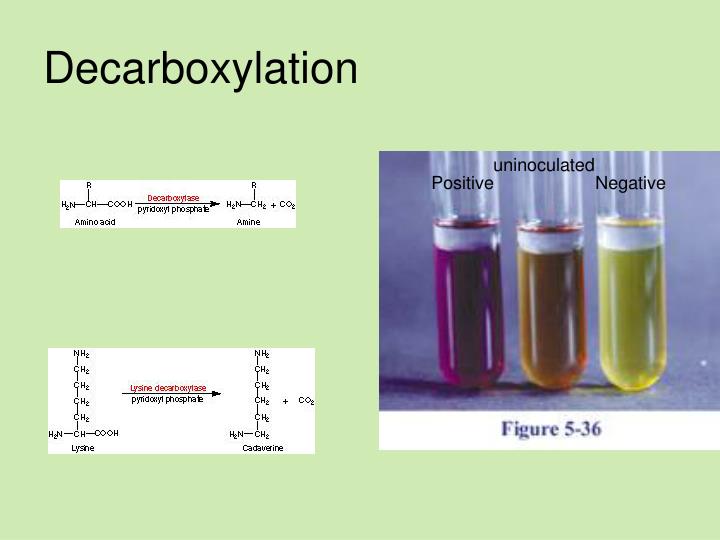 PPT - Microbiology Unknown Lab PowerPoint Presentation - ID:6730041