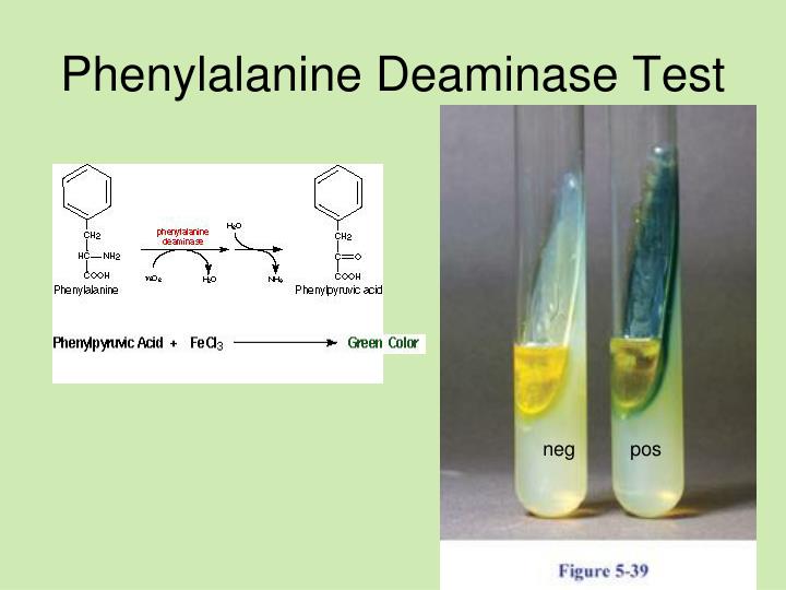 PPT - Microbiology Unknown Lab PowerPoint Presentation - ID:6730041