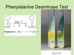 PPT - Microbiology Unknown Lab PowerPoint Presentation - ID:6730041