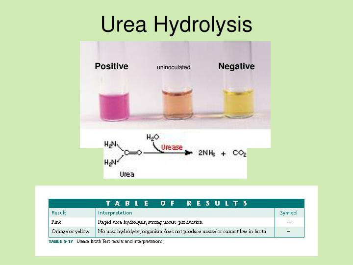 PPT - Microbiology Unknown Lab PowerPoint Presentation - ID:6730041