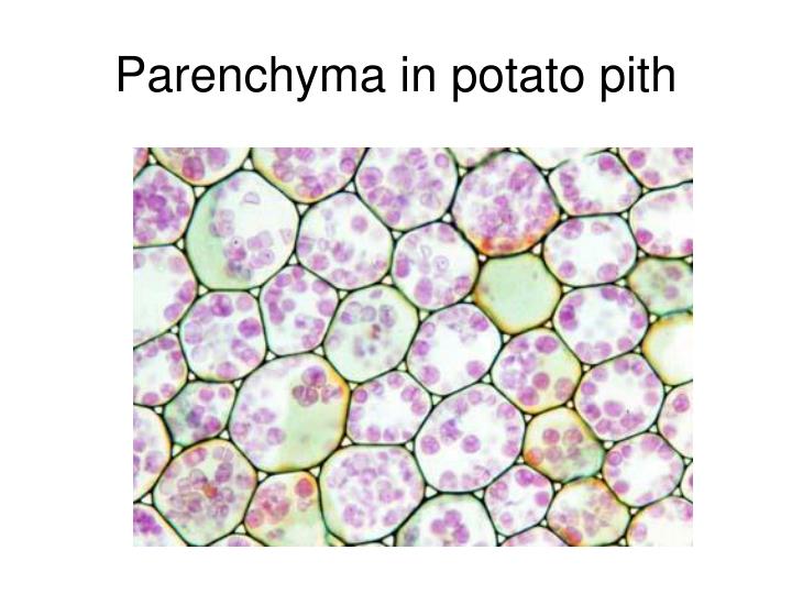 PPT - Parenchyma PowerPoint Presentation - ID:6731203