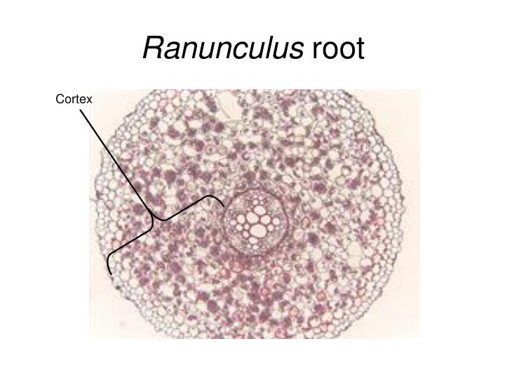 PPT - Parenchyma PowerPoint Presentation - ID:6731203