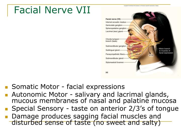 PPT - Cranial nerves PowerPoint Presentation - ID:6732221