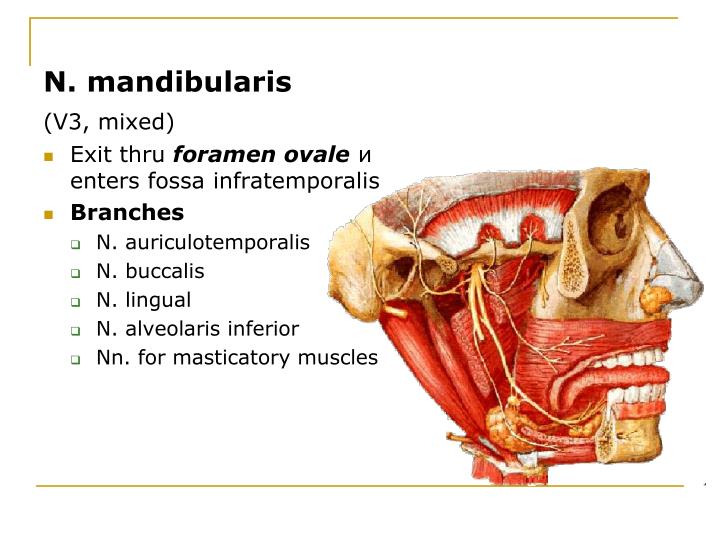 PPT - Cranial nerves PowerPoint Presentation - ID:6732221