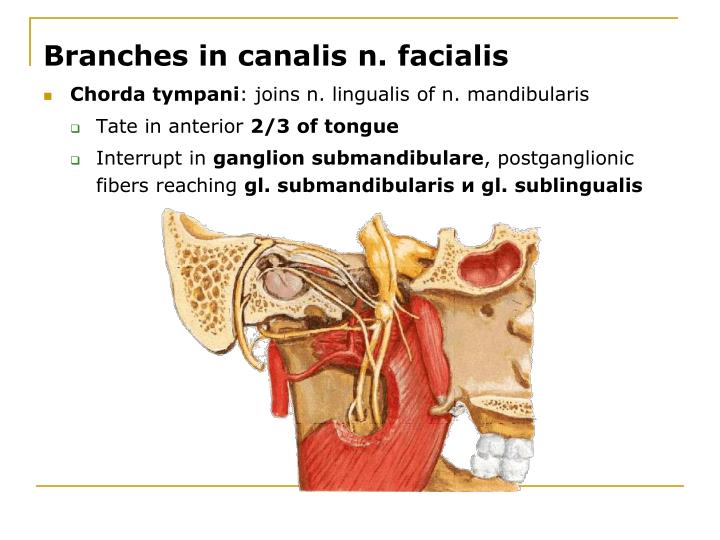 PPT - Cranial nerves PowerPoint Presentation - ID:6732221