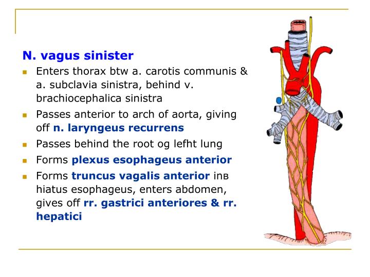 PPT - Cranial nerves PowerPoint Presentation - ID:6732221