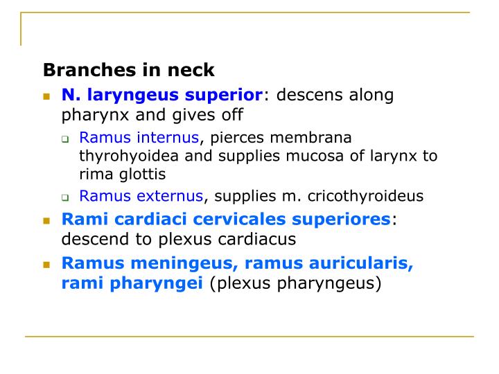 PPT - Cranial nerves PowerPoint Presentation - ID:6732221