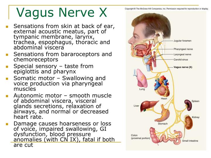 PPT - Cranial nerves PowerPoint Presentation - ID:6732221