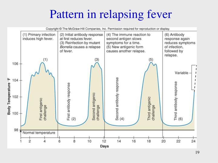 PPT - The Spirochetes PowerPoint Presentation - ID:6733928