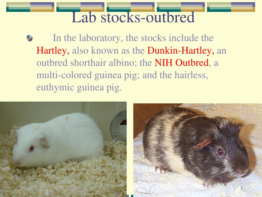 PPT - Guinea Pig Cavia porcellus PowerPoint Presentation, free download ...