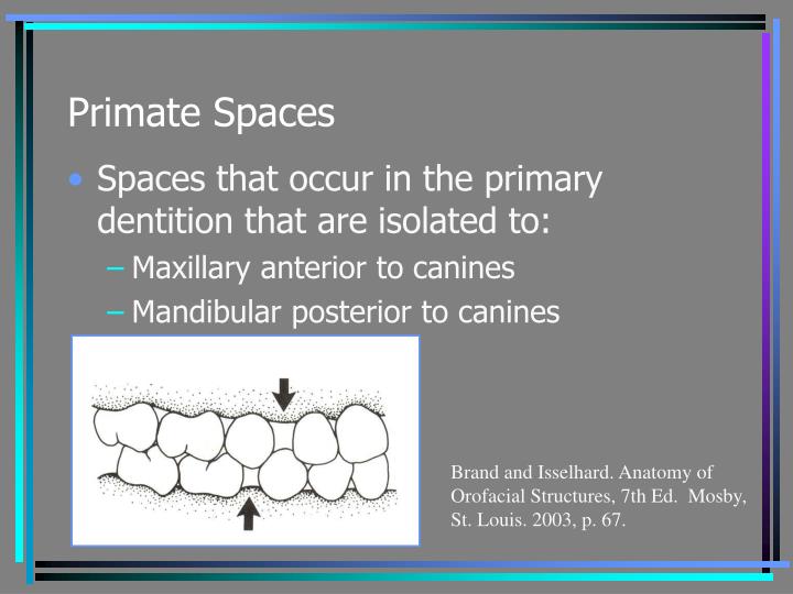 PPT - Occlusion PowerPoint Presentation - ID:6736052