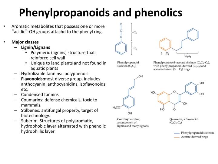 PPT - Biosynthesis PowerPoint Presentation - ID:6736954