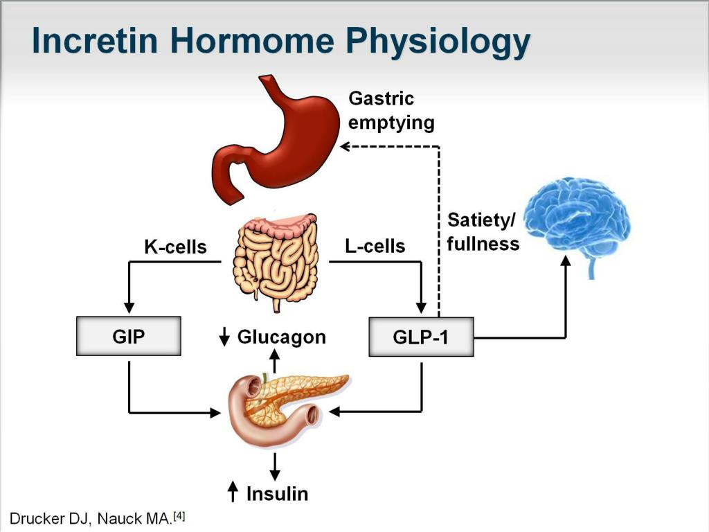 PPT - Differentiating Among Incretin Agents for Type 2 Diabetes ...